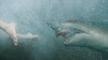 When Sharks Attack... And Why - Disney+