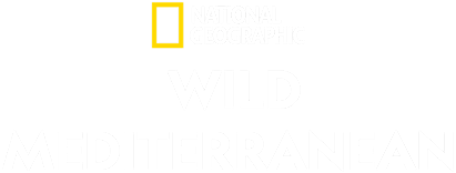 JioHotstar - Watch TV Shows, Movies, Specials, Live Cricket & Football