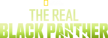 The Real Black Panther - Disney+