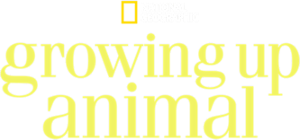 Growing Up Animal, Wildlife Documentary TV Series - Nonton Semua ...