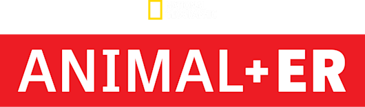 Animal ER - Disney+