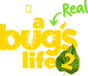 A Real Bug's Life on Disney+ South Africa | English Docuseries Animals ...