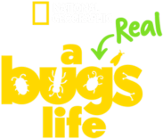 A Real Bug's Life, Animals & Nature TV Series - Nonton Semua Episode ...