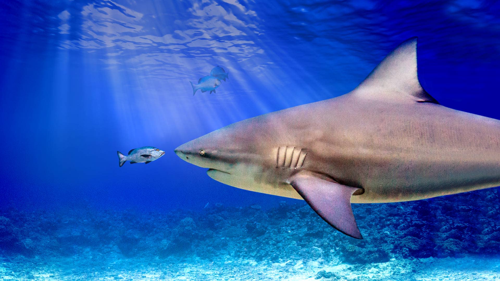 World's Biggest Bullshark - Disney+