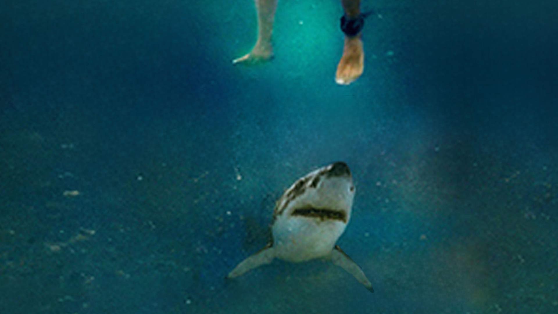 JioHotstar - Watch TV Shows, Movies, Specials, Live Cricket & Football