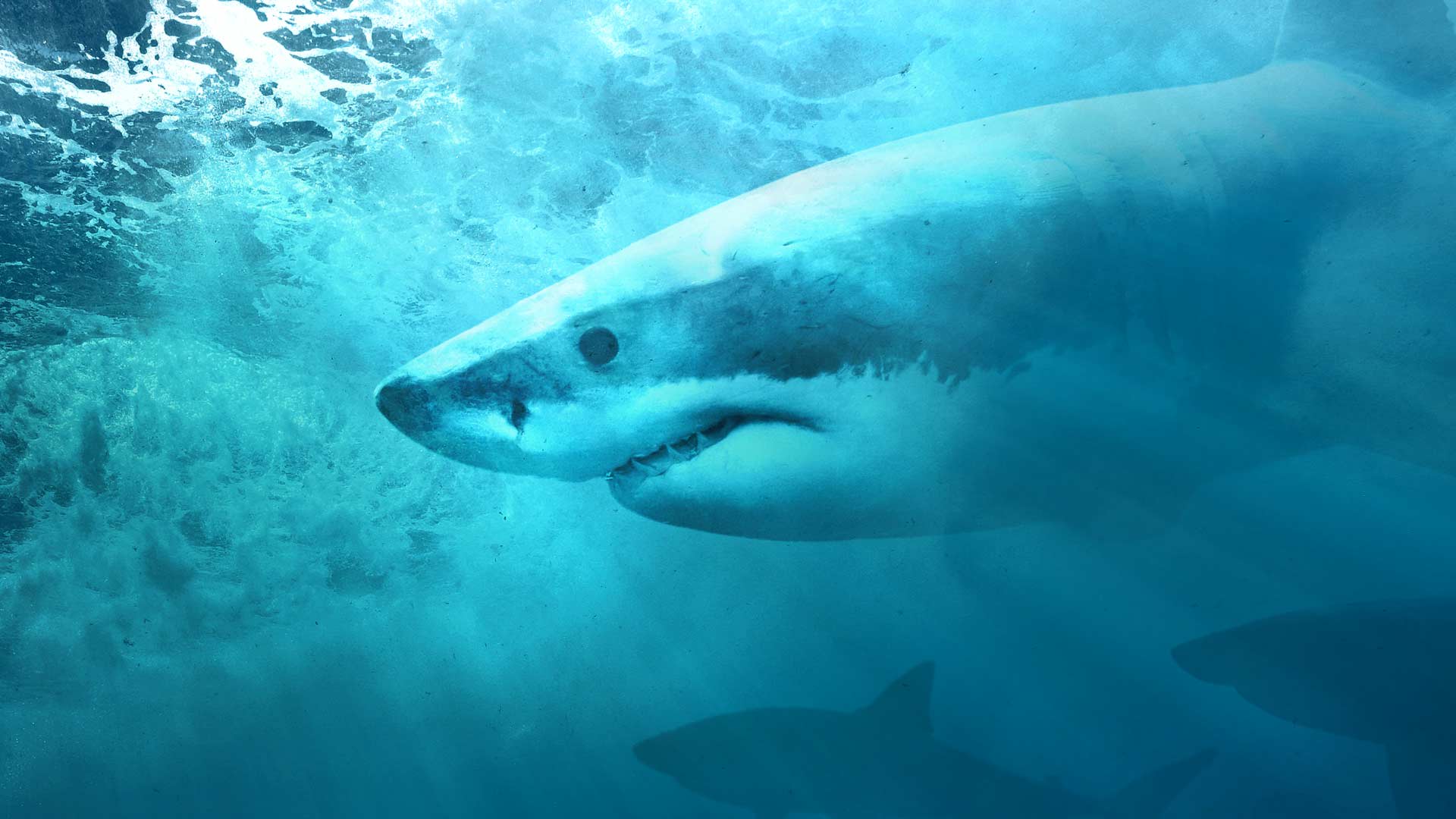 Camo Sharks on Disney+ UAE | Arabic (Modern Standard) English ...