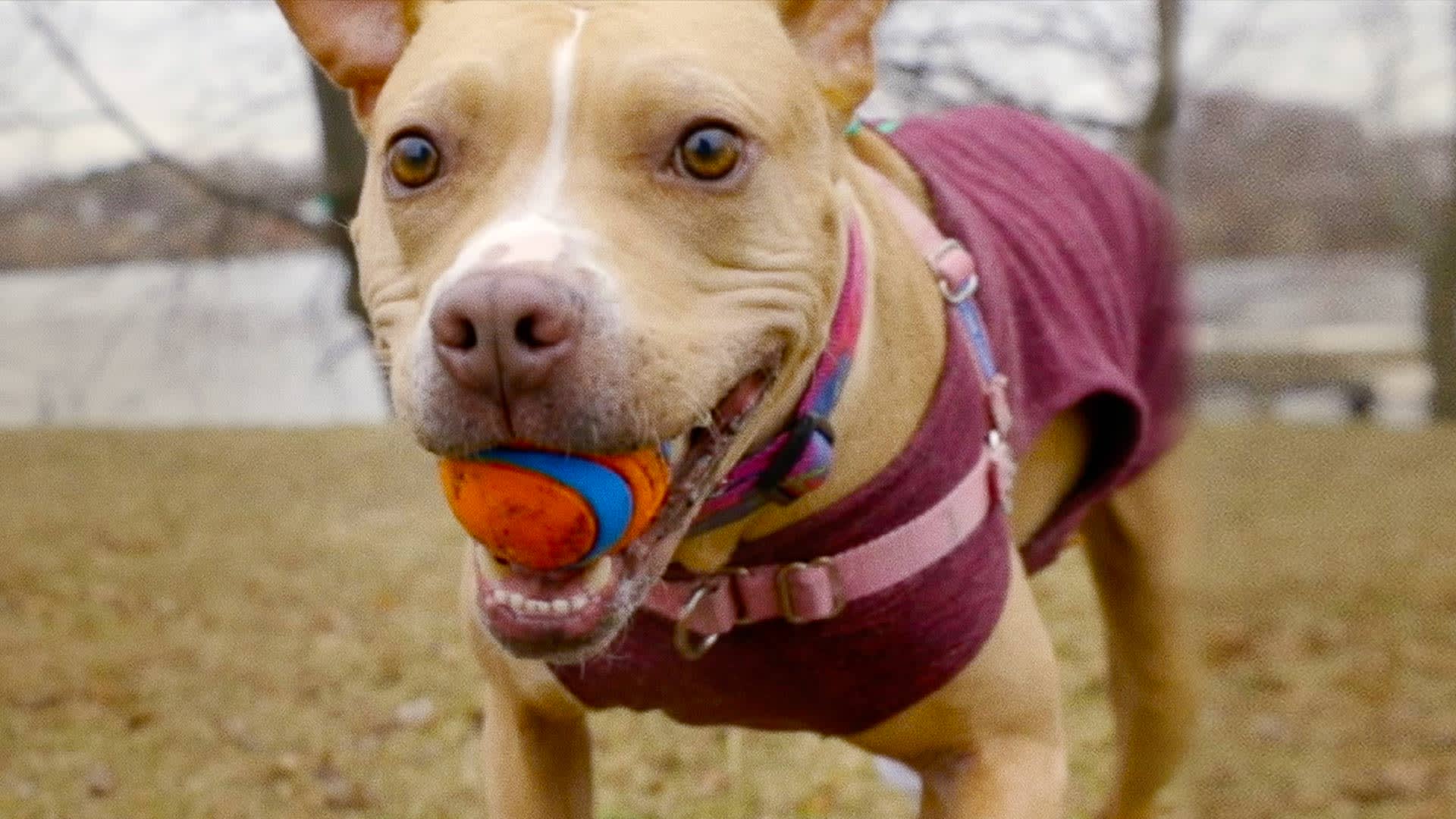 The Wizard of Paws - Disney+