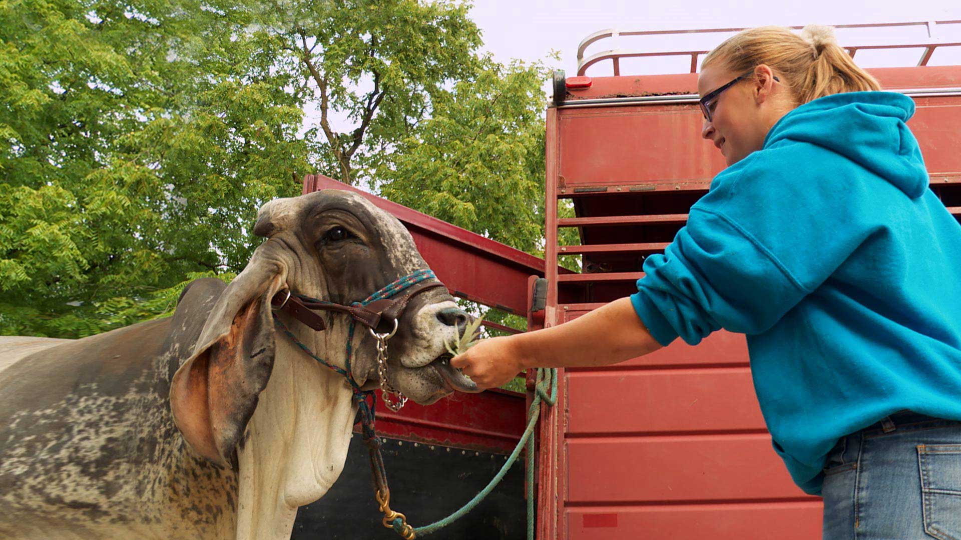 The Incredible Dr. Pol: Blue Ribbon Kids - Disney+