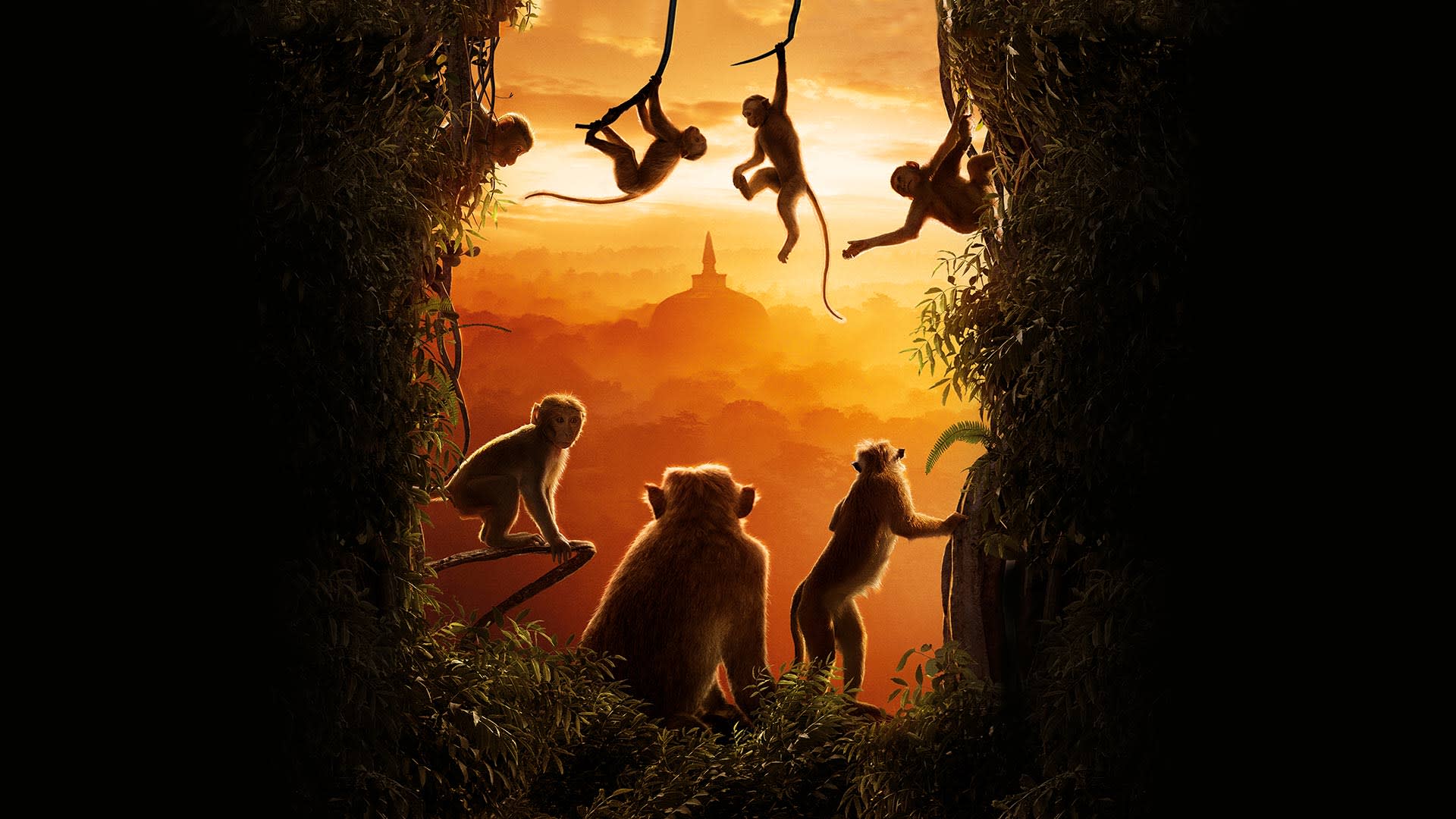 Monkey Kingdom full movie. Kids Documentary film di Disney+.