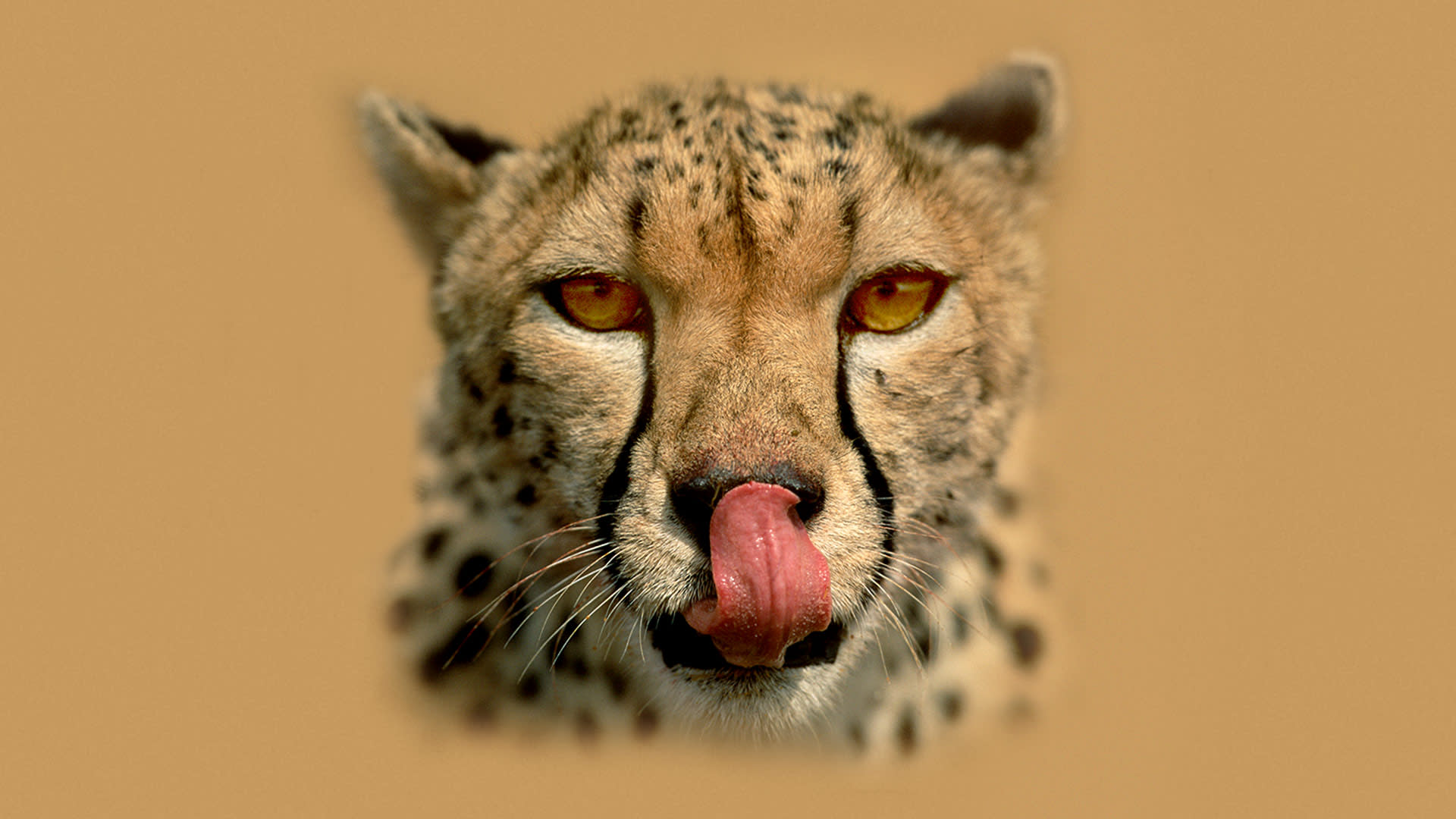 Deadly Instincts on Disney+ Qatar | English Turkish German Italian Polish Docuseries Animals ...