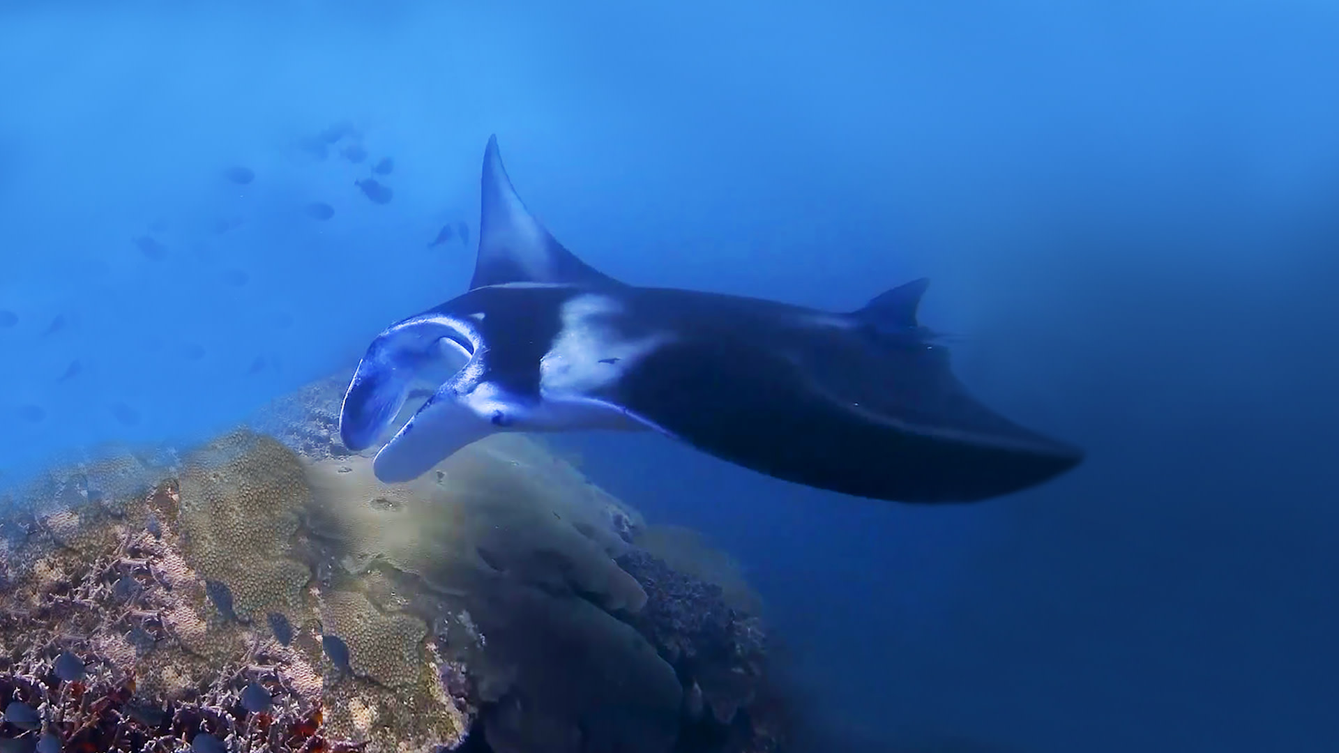 Scuba Sam's World on Disney+ South Africa | English Docuseries Series