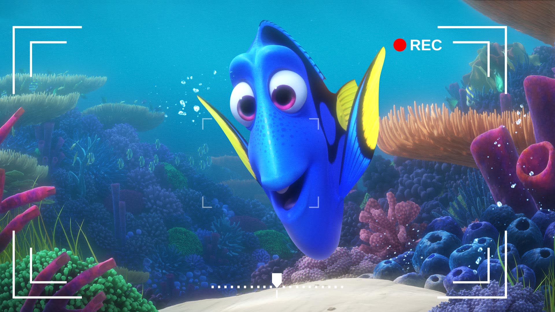 Dory's Reef Cam on Disney+ Jordan | English Animation MOVIE