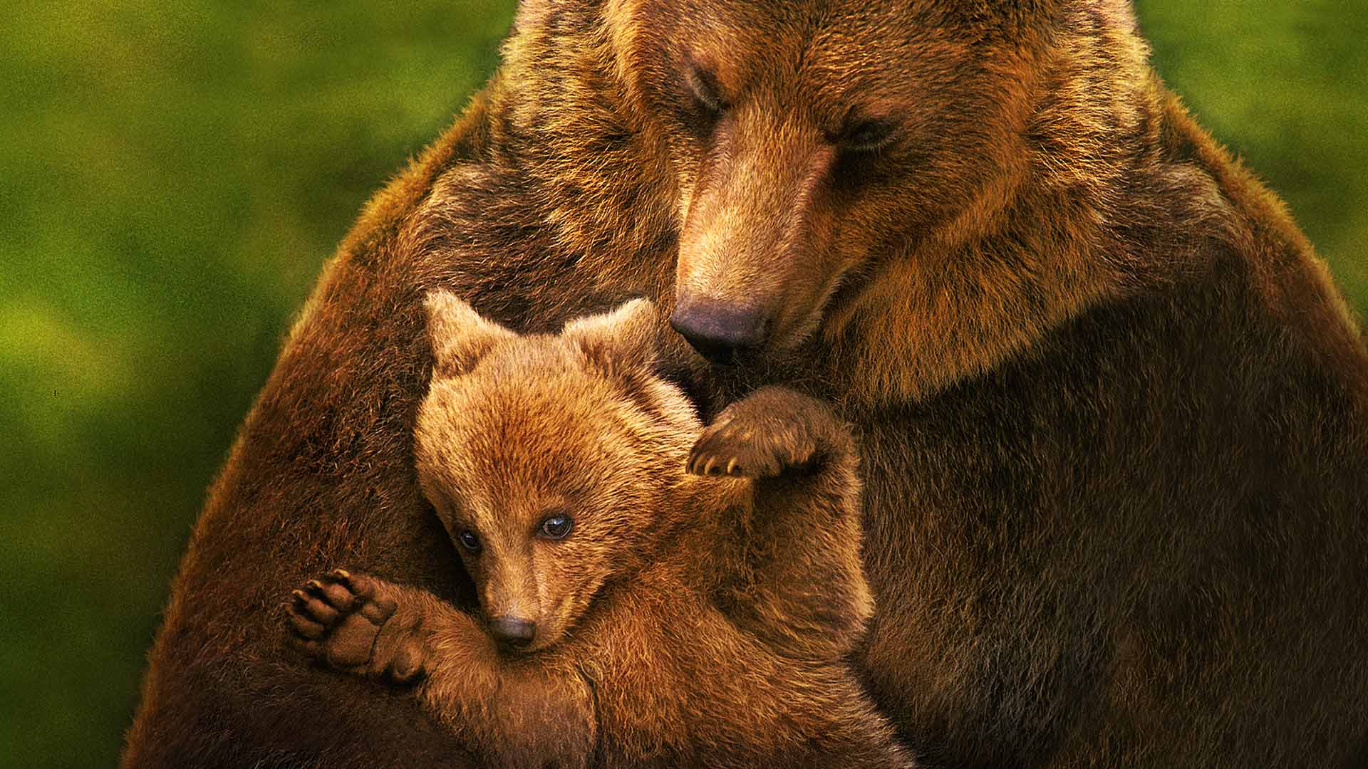 Bears full movie. Kids Documentary film di Disney+.