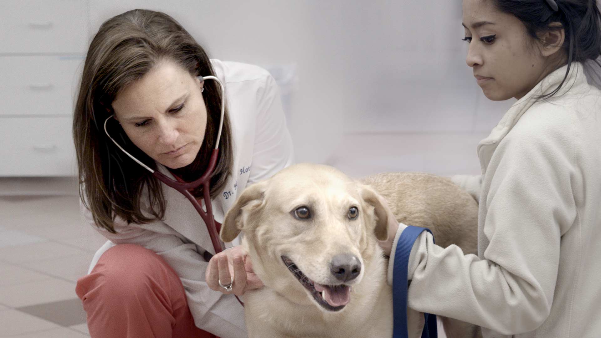 Animal ER on Disney+ Libya | English French (Parisian) Spanish ...