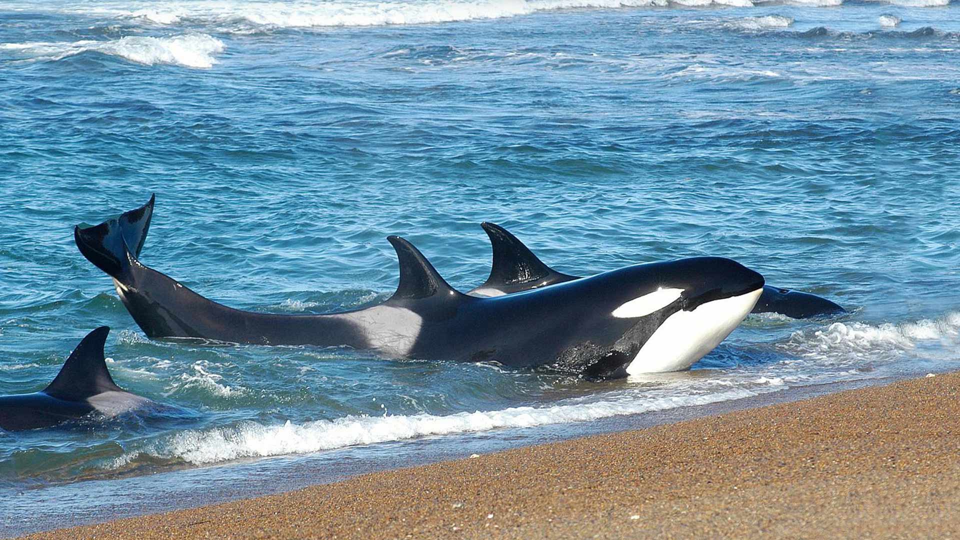 Giants of the Deep Blue - Disney+