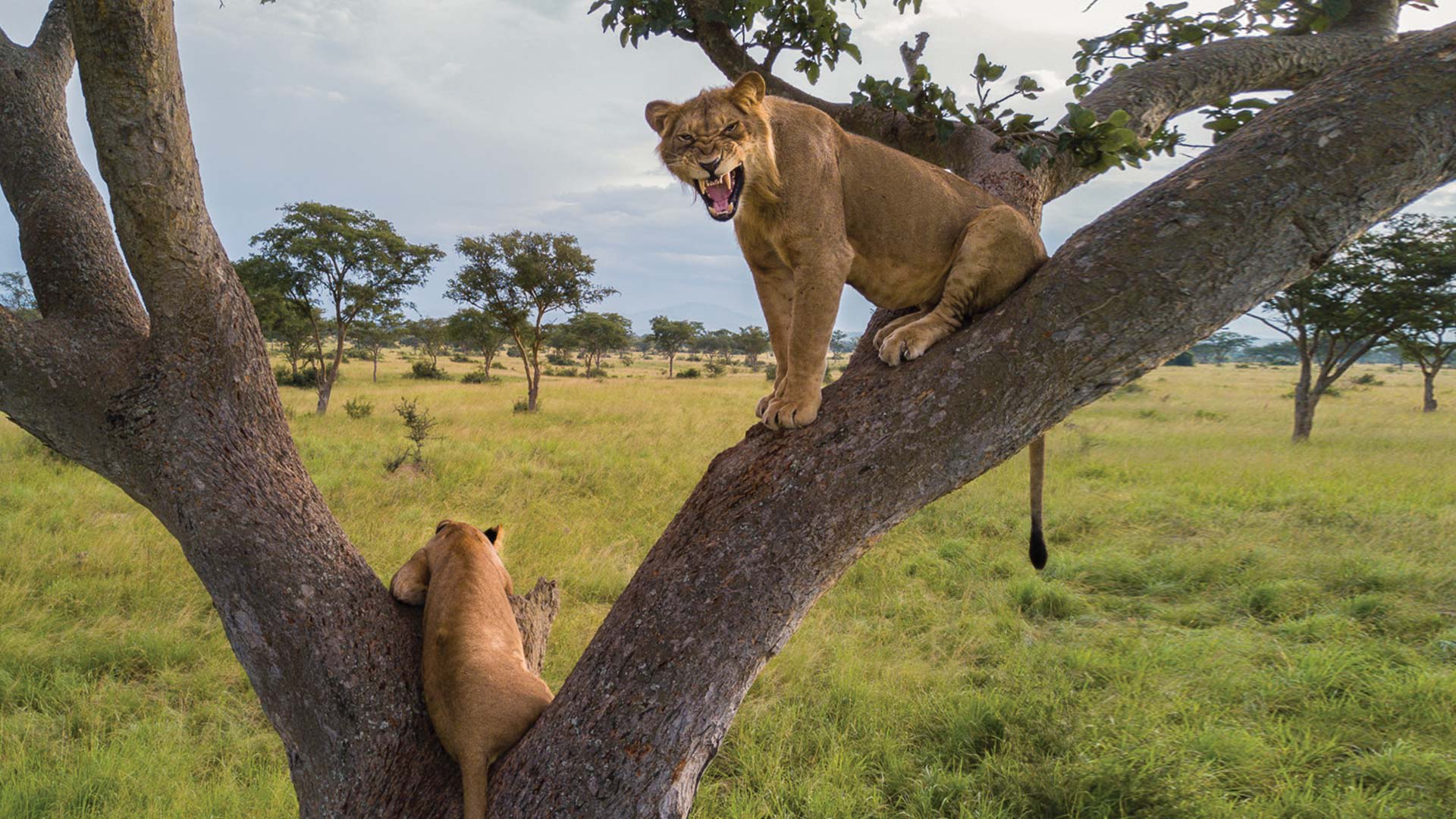 Tree Climbing Lions on Disney+ South Africa | English Movie