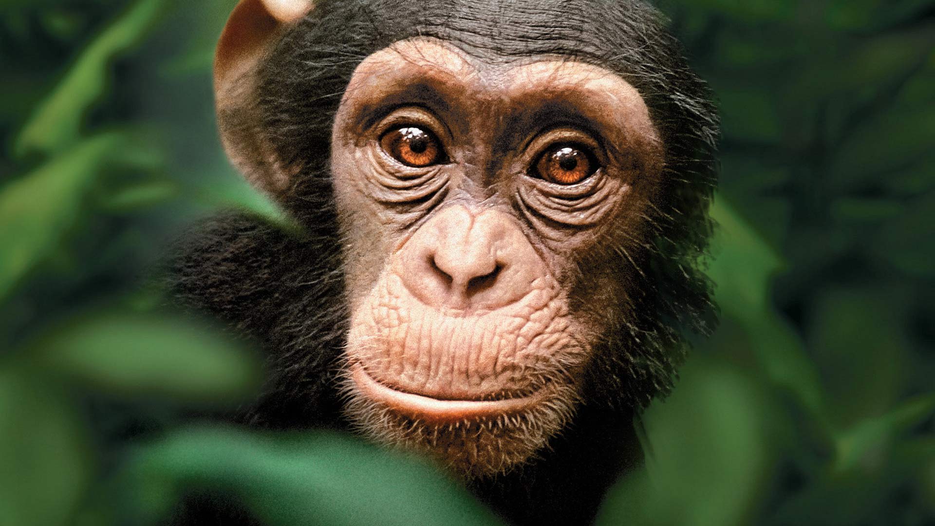 Chimpanzee on Disney+ United Arab Emirates | English German Japanese ...