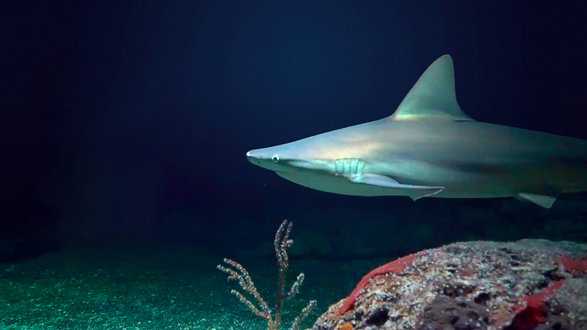 What Sam Sees on Disney+ United Arab Emirates | English Docuseries ...