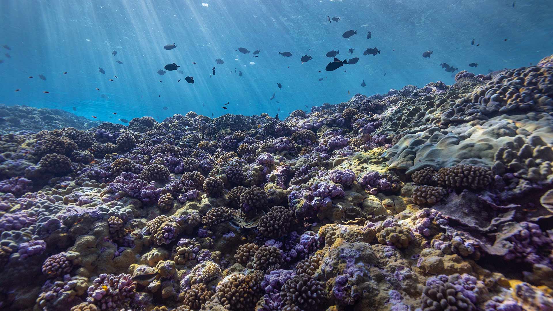 JioHotstar - Watch TV Shows, Movies, Specials, Live Cricket & Football