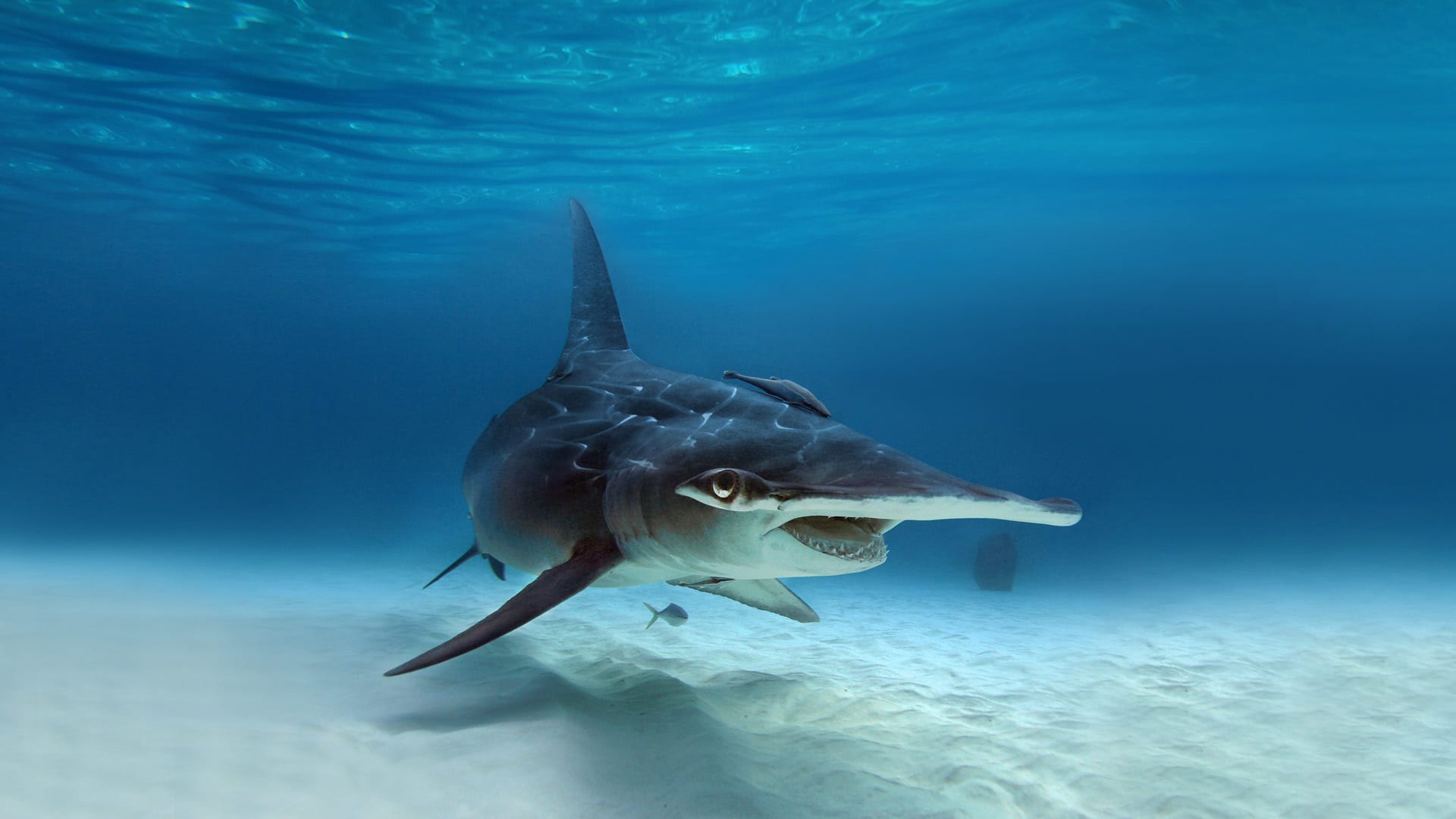 What the Shark? - Disney+