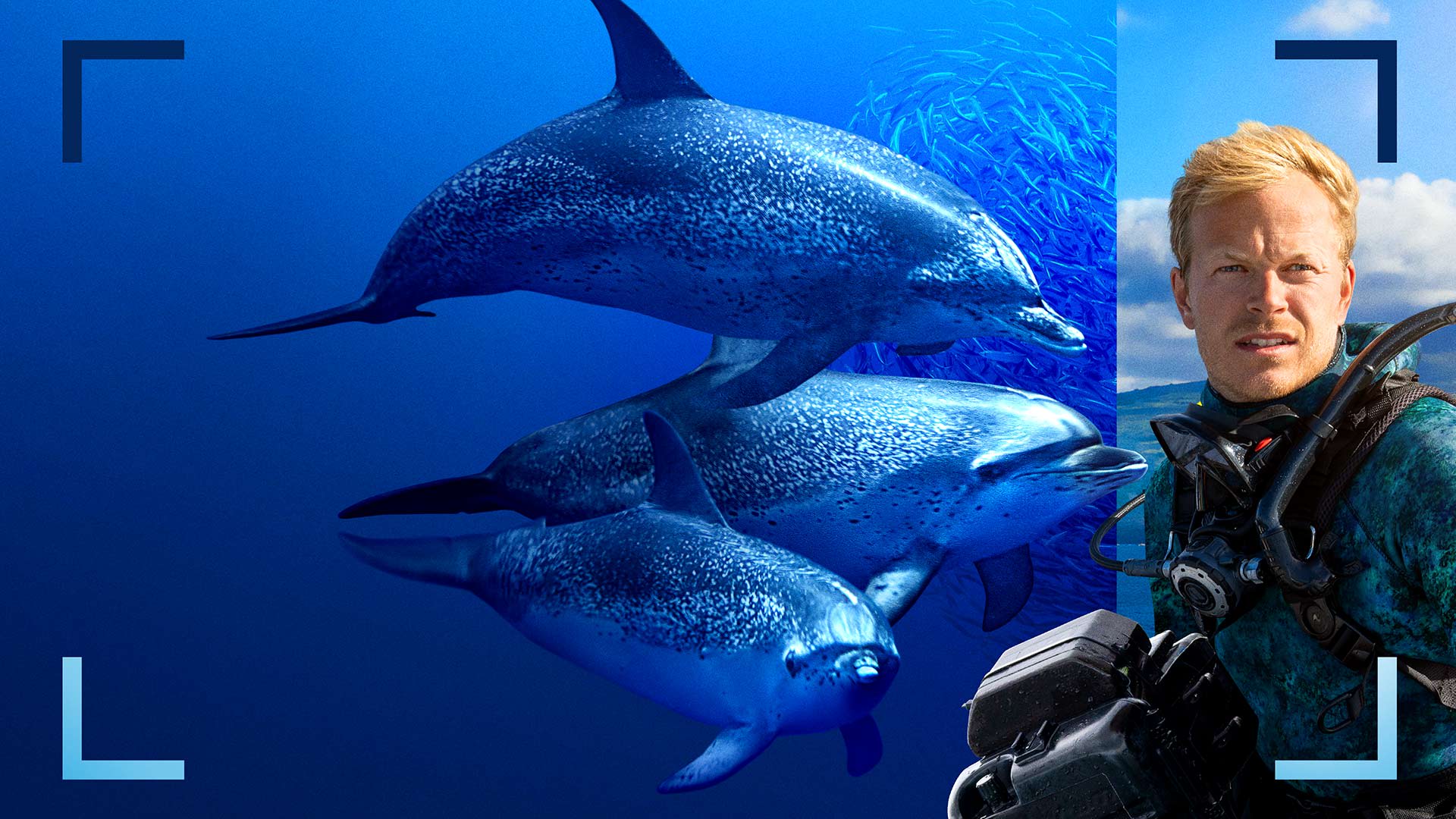 Dolphins Up Close with Bertie Gregory full movie. Documentary film di ...