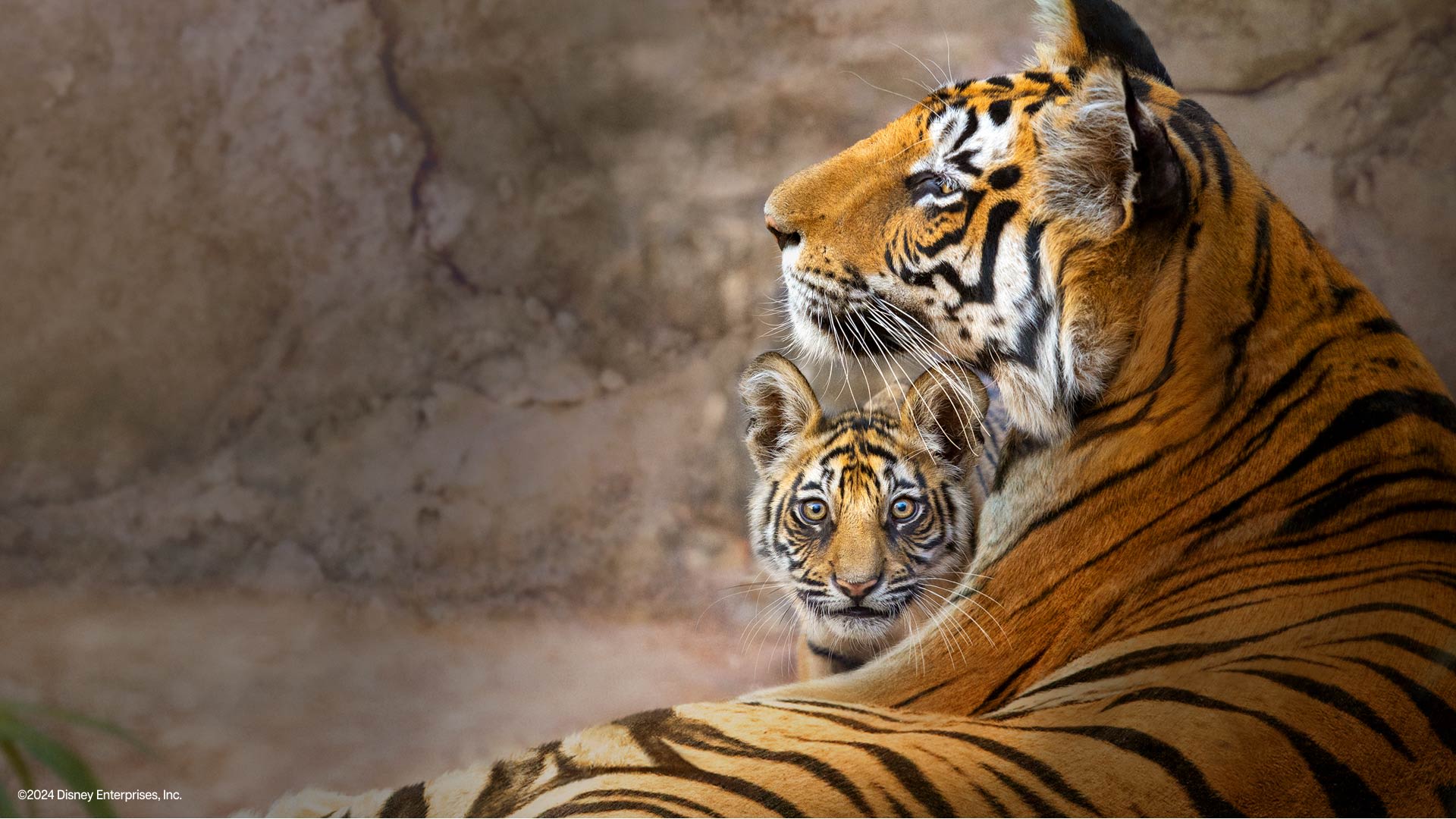 Tiger on Disney+ South Africa | English Documentary Movie