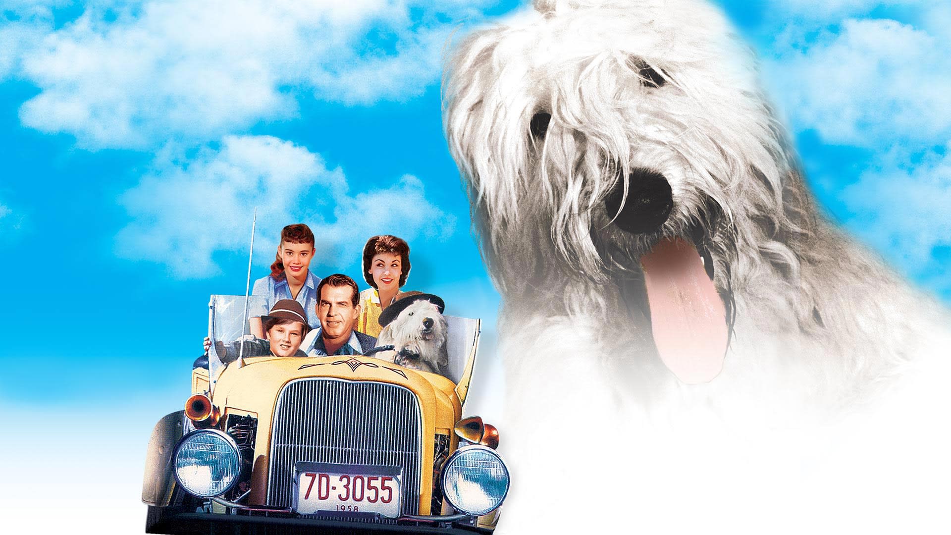 The Shaggy Dog on Disney+ United Arab Emirates | English Cantonese ...