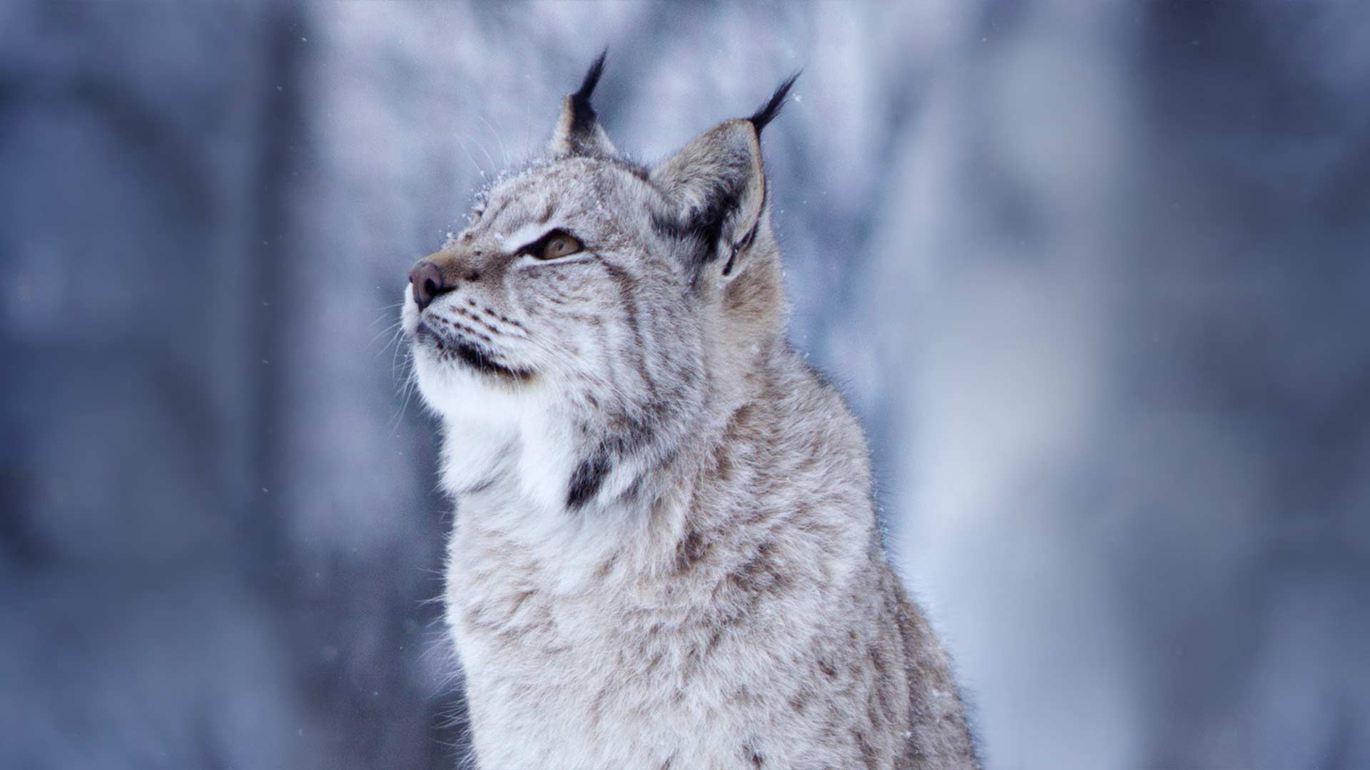 Wild Nordic, Wildlife Documentary TV Series - Nonton Semua Episode ...