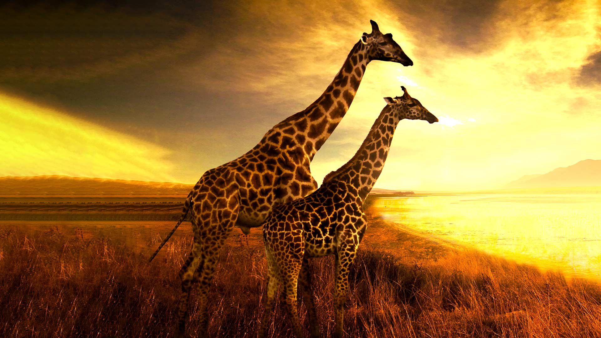 Disney+ Hotstar | Stream your favourite stories and more