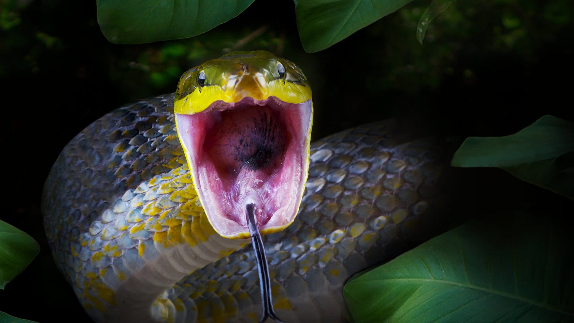 Dangerous Encounters, Documentary TV Series - Nonton Semua Episode ...