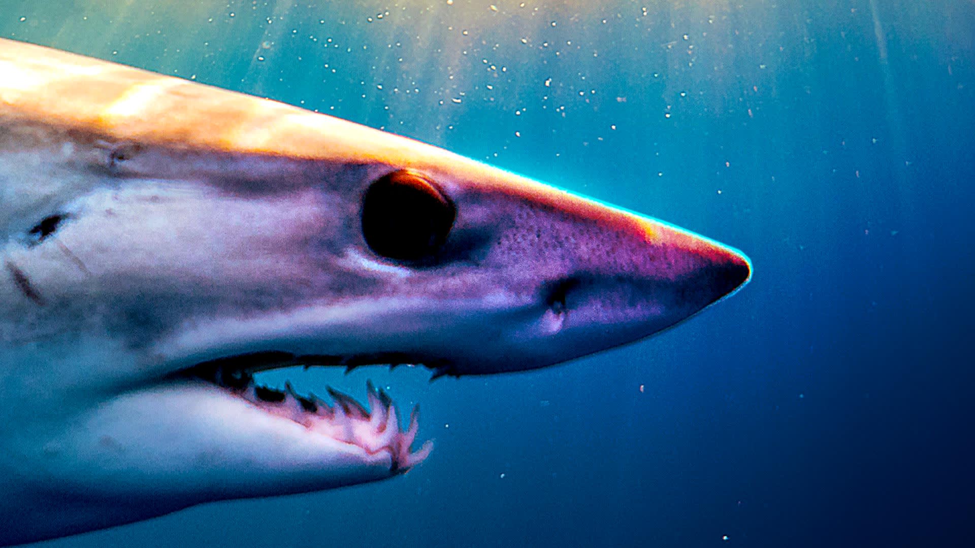 Shark Superpower - Disney+ Hotstar