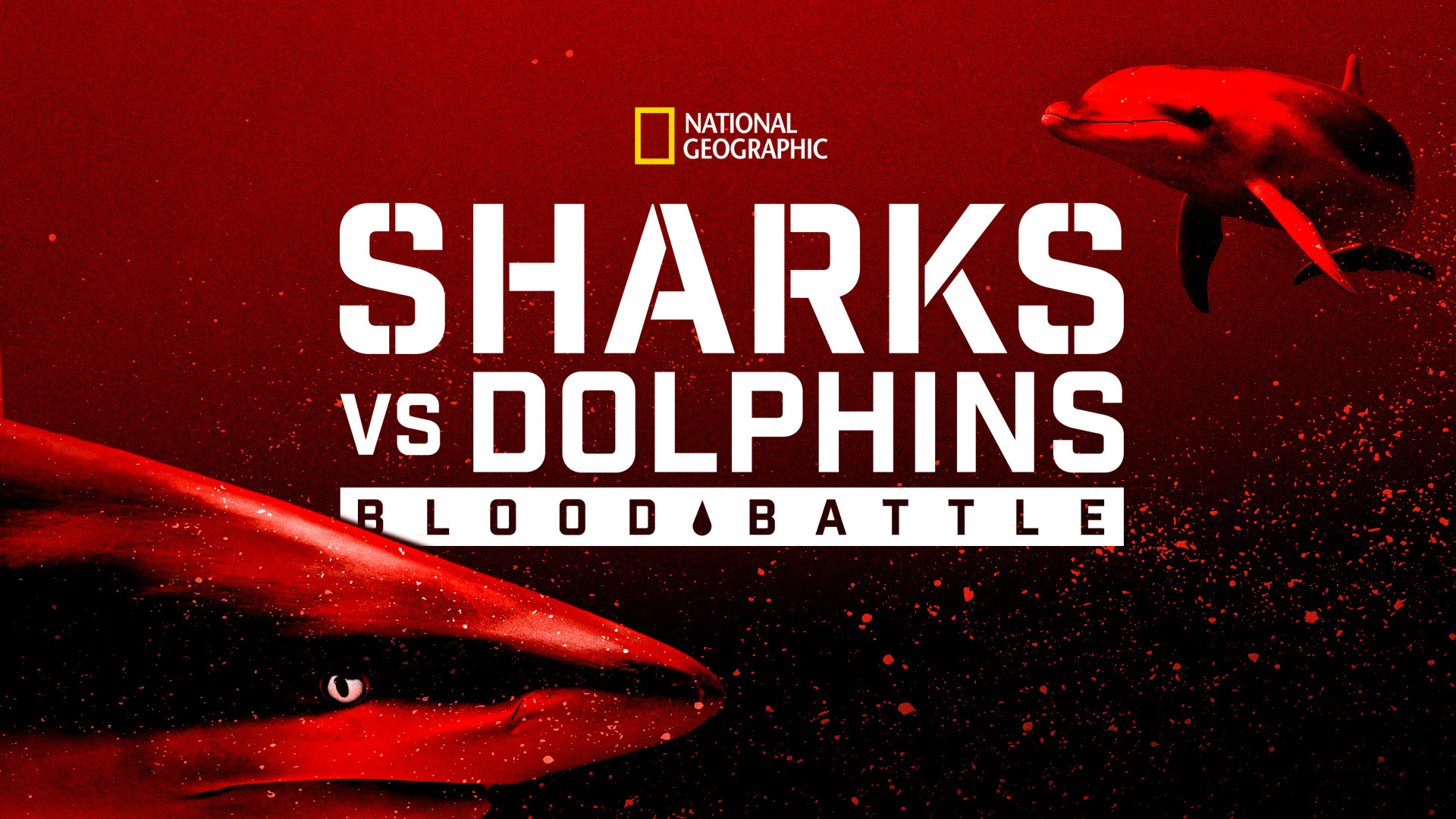 Sharks vs. Dolphins: Blood Battle on Disney+ Oman | English Spanish ...