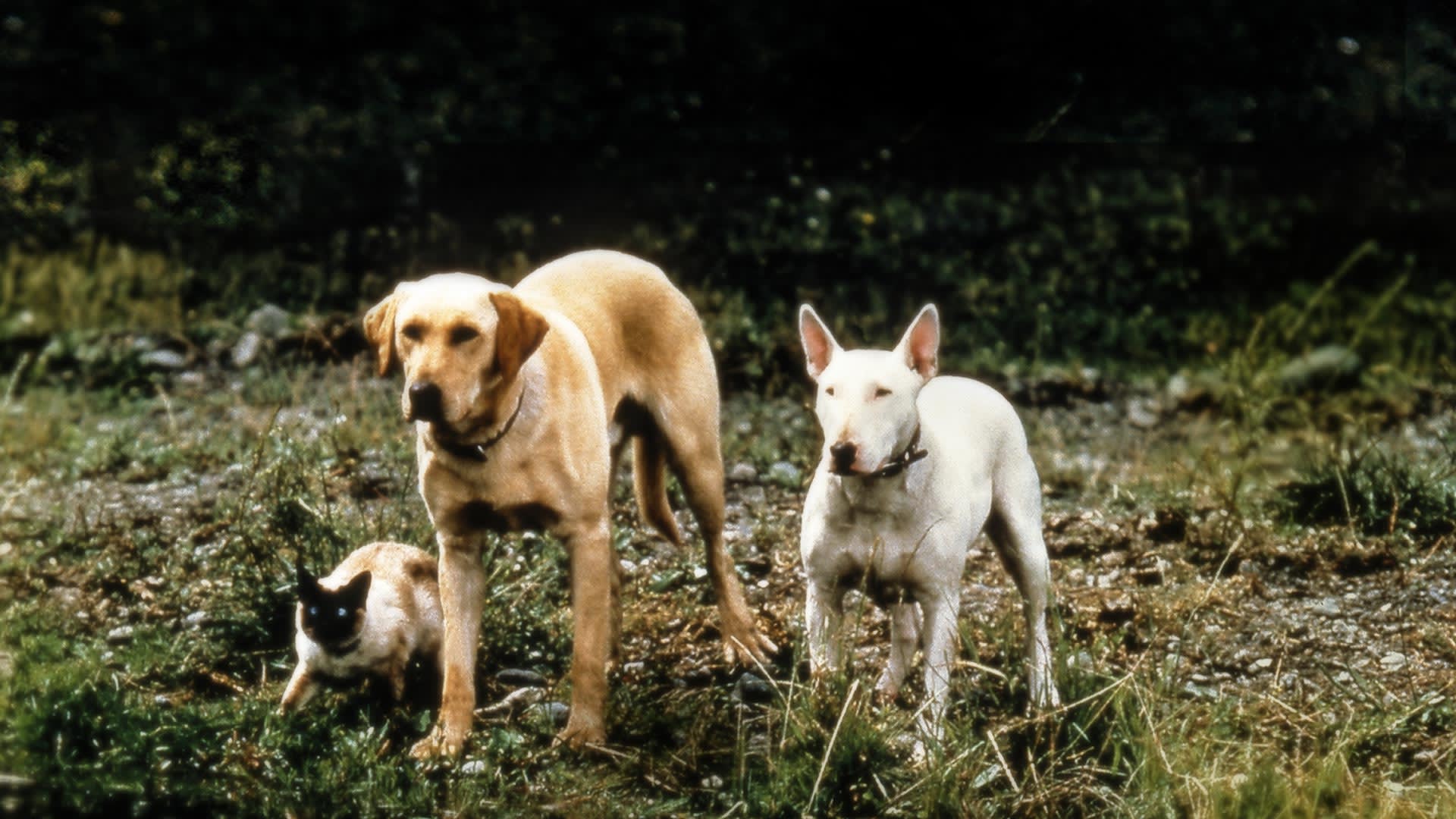 JioHotstar - Watch TV Shows, Movies, Specials, Live Cricket & Football