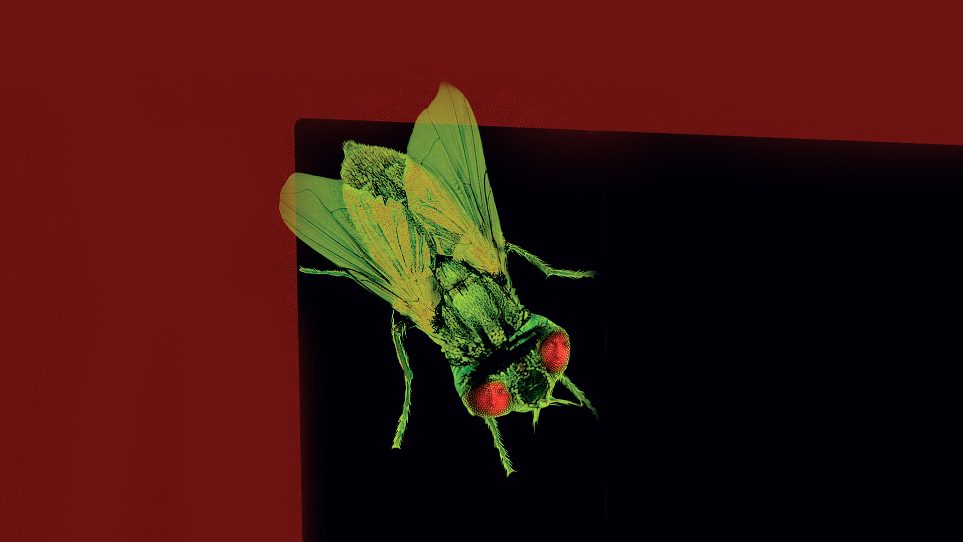 The Fly on Disney+ Iraq | English German Spanish Castilian (European ...