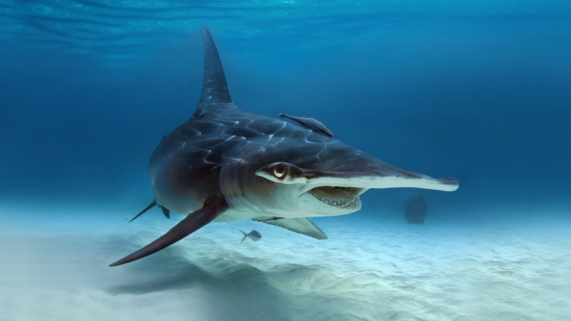 What the Shark? on Disney+ Kuwait | English Turkish Spanish (Latin ...