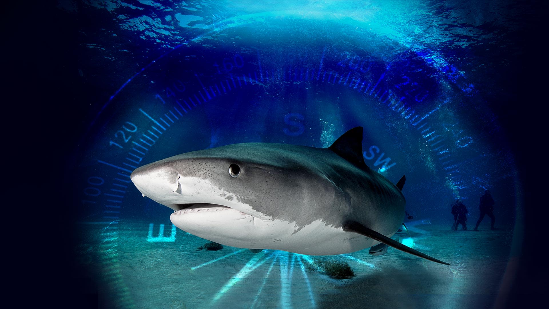 Sharks Of The Bermuda Triangle on Disney+ Bahrain | Spanish (Latin ...