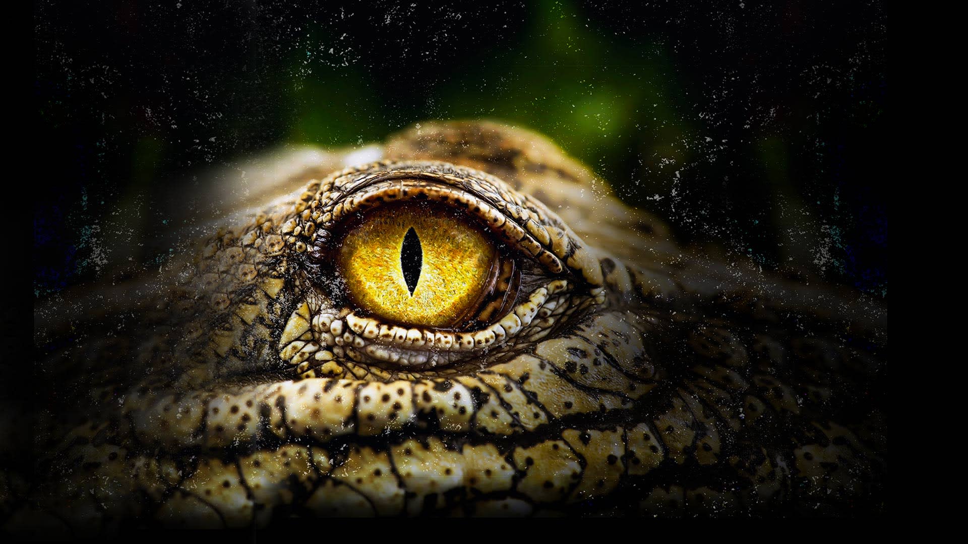 Crocodiles Revealed - Disney+