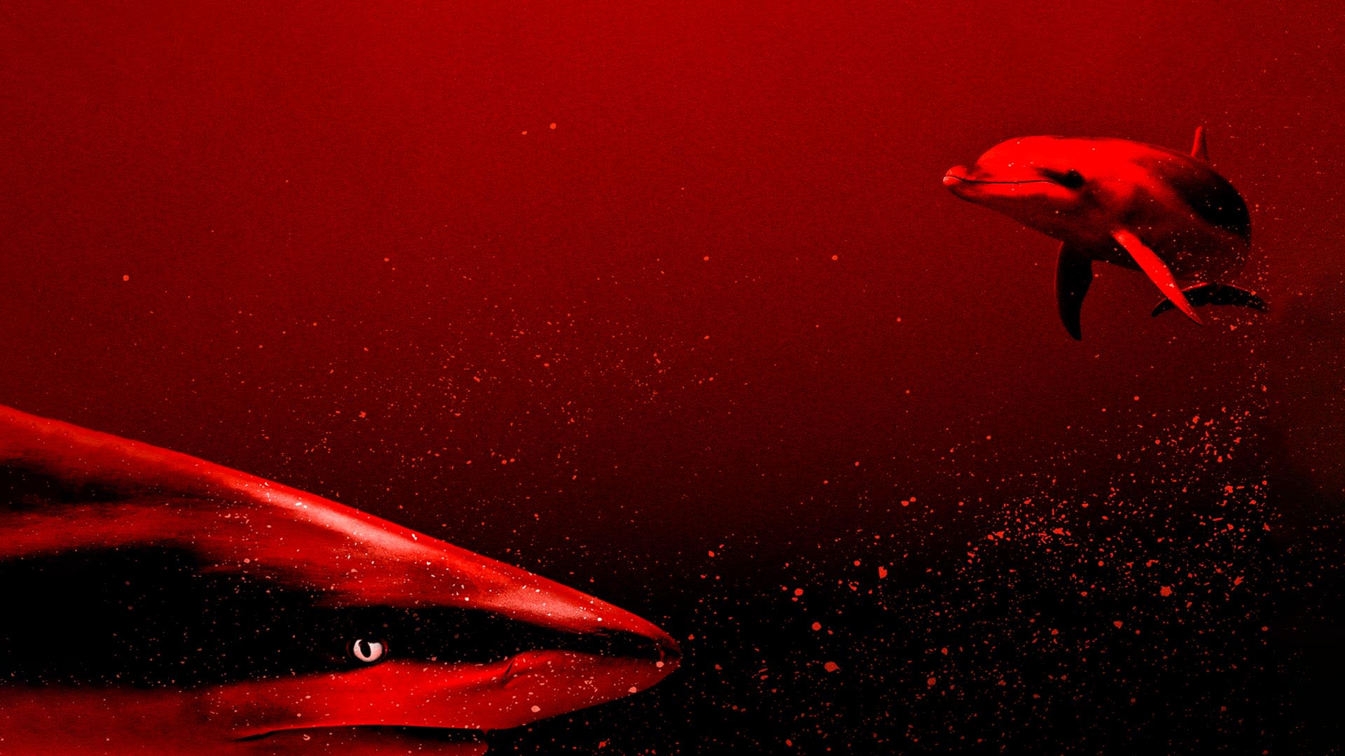 Sharks vs. Dolphins: Blood Battle on Disney+ UAE | English Spanish ...