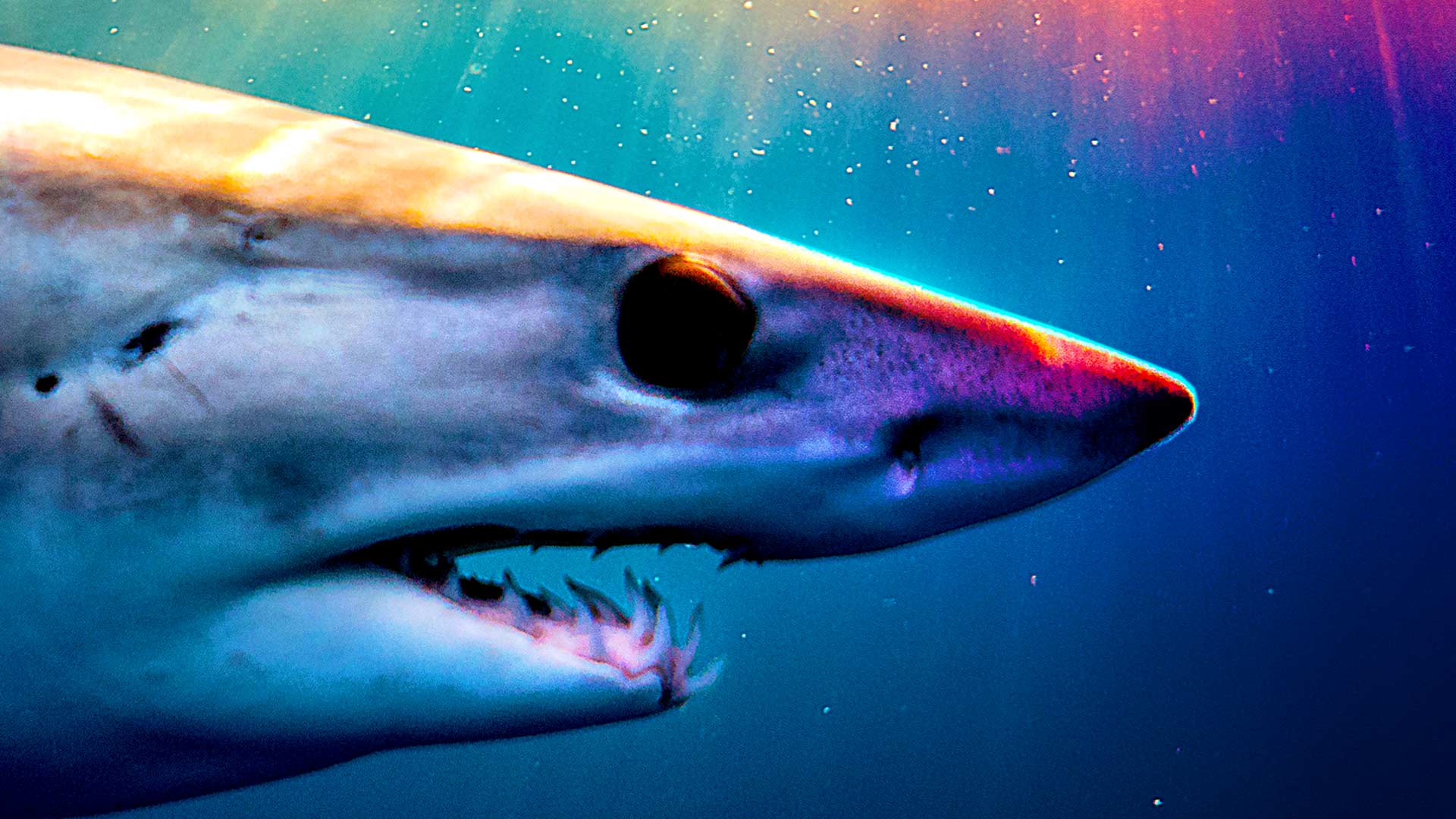 Shark Superpower - Disney+