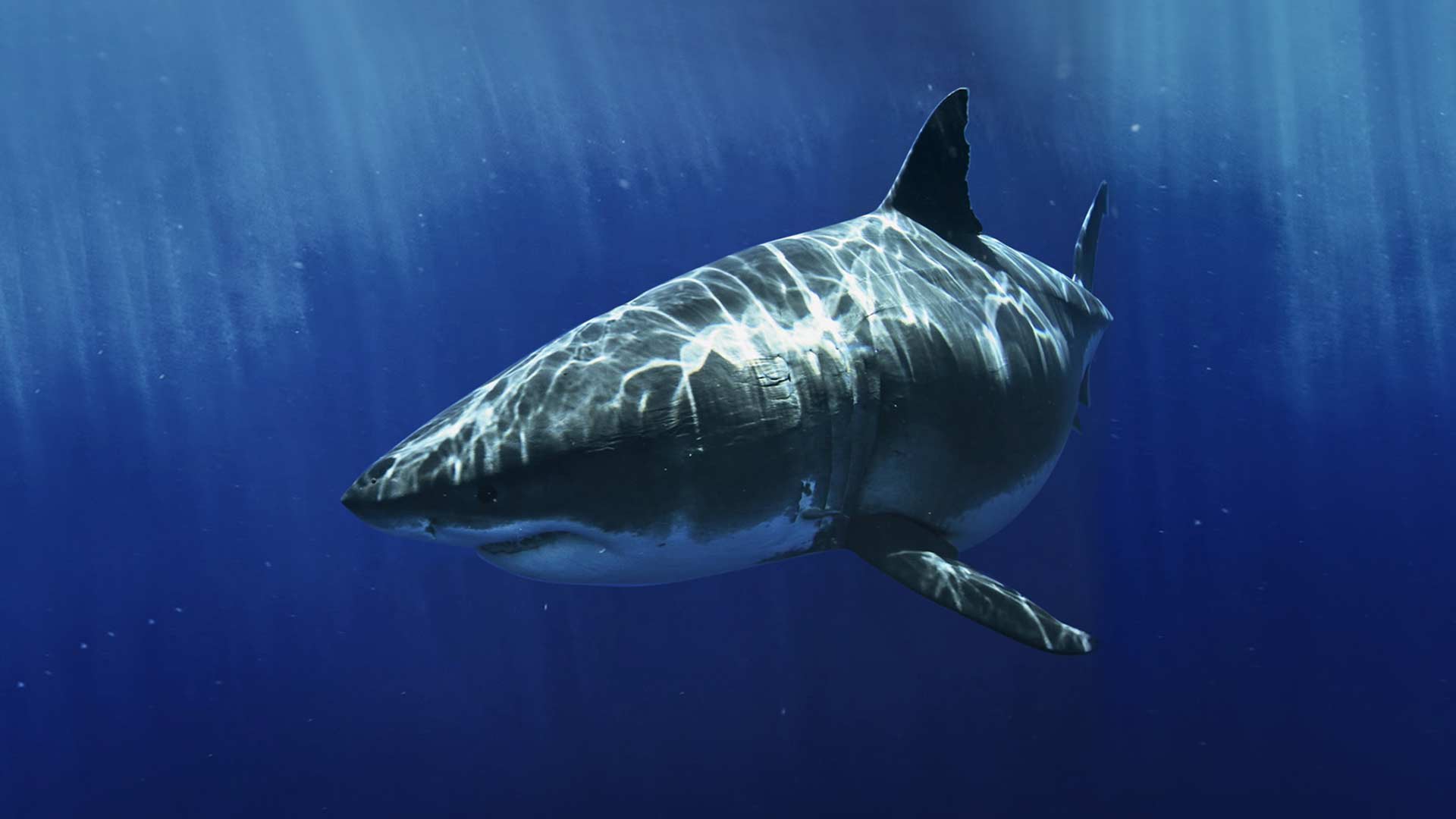 Most Wanted Sharks - Disney+