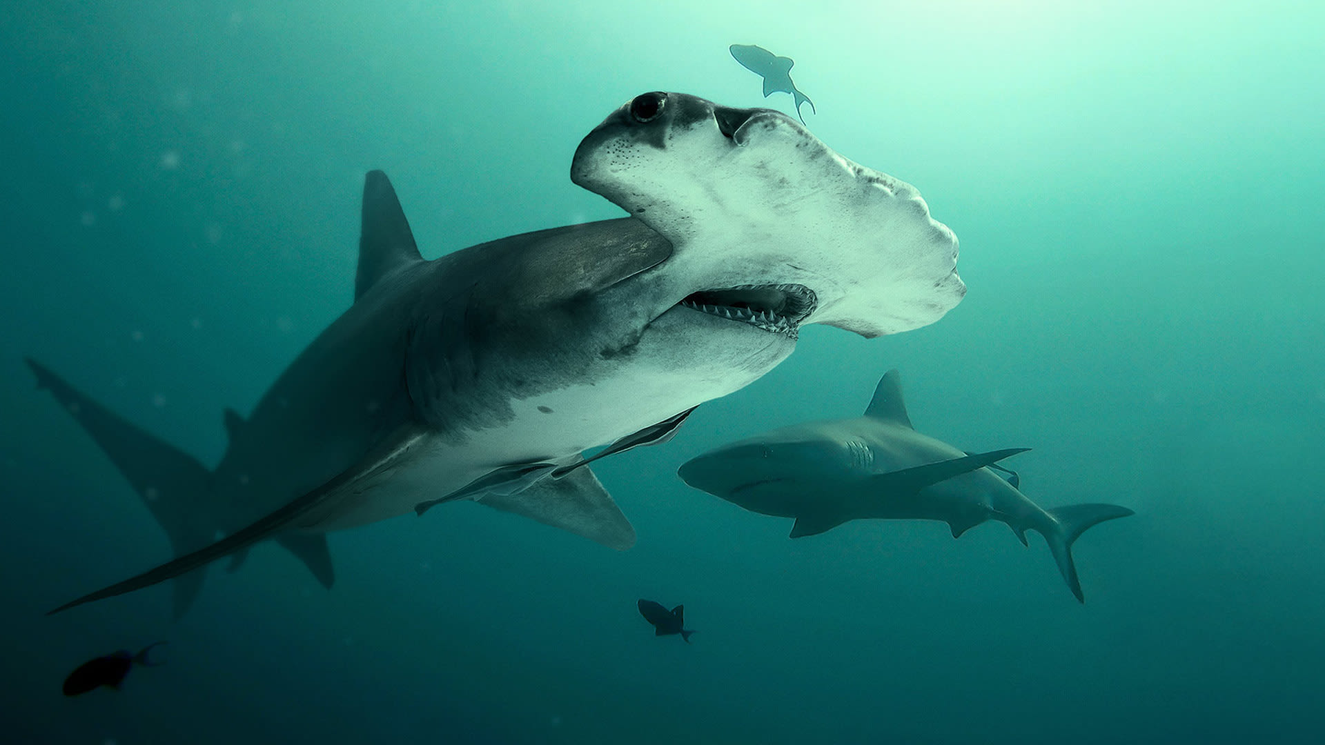 Bull Shark vs. Hammerhead - Disney+