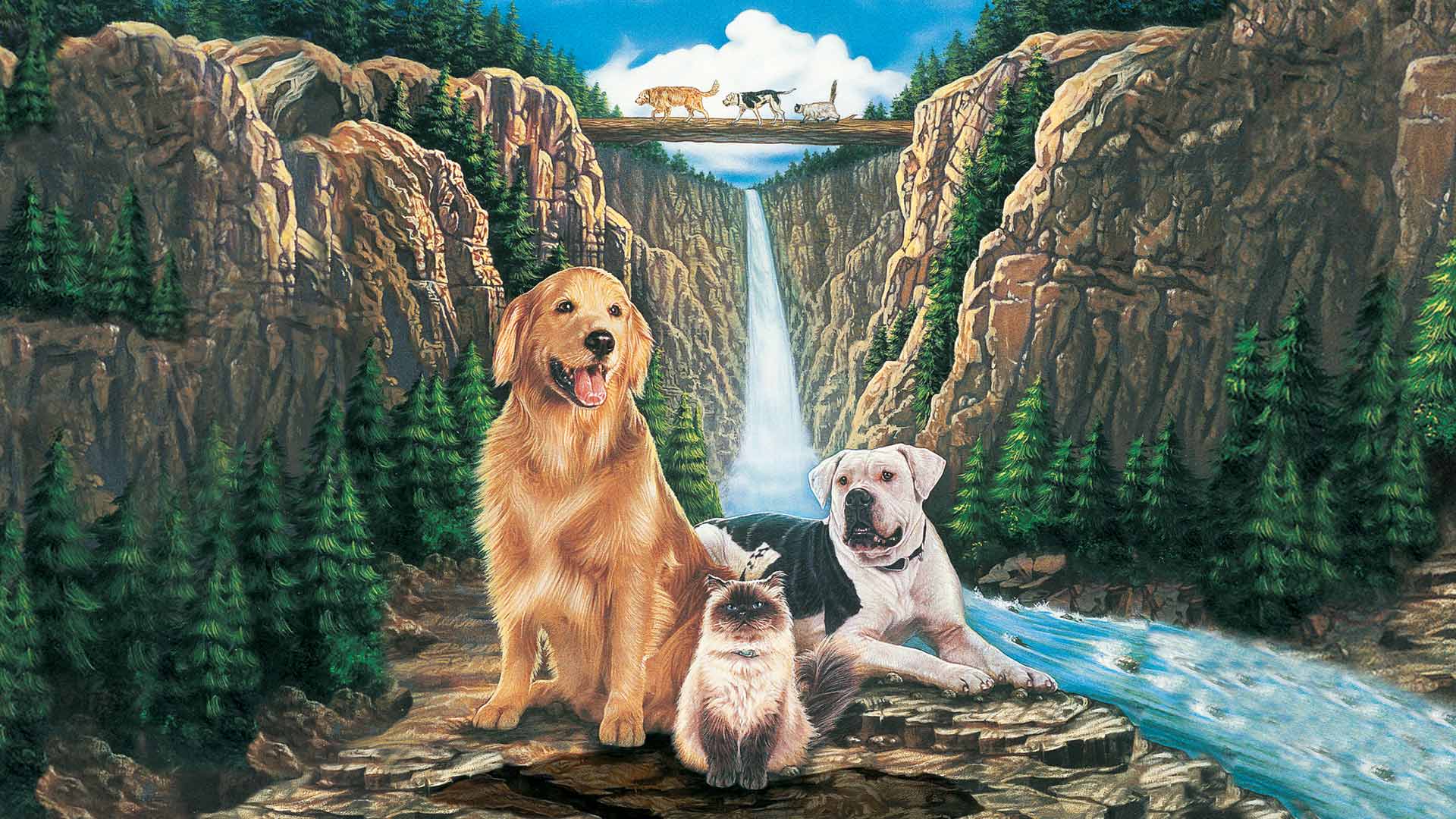 Homeward Bound: The Incredible Journey on Disney+ South Africa ...