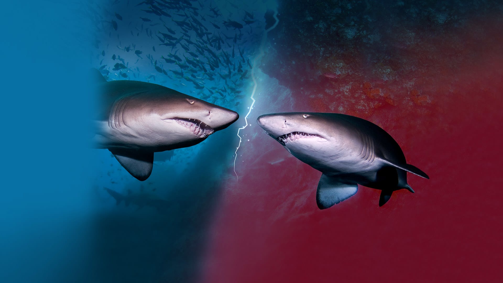Cannibal Sharks on Disney+ South Africa | English Documentary Movie