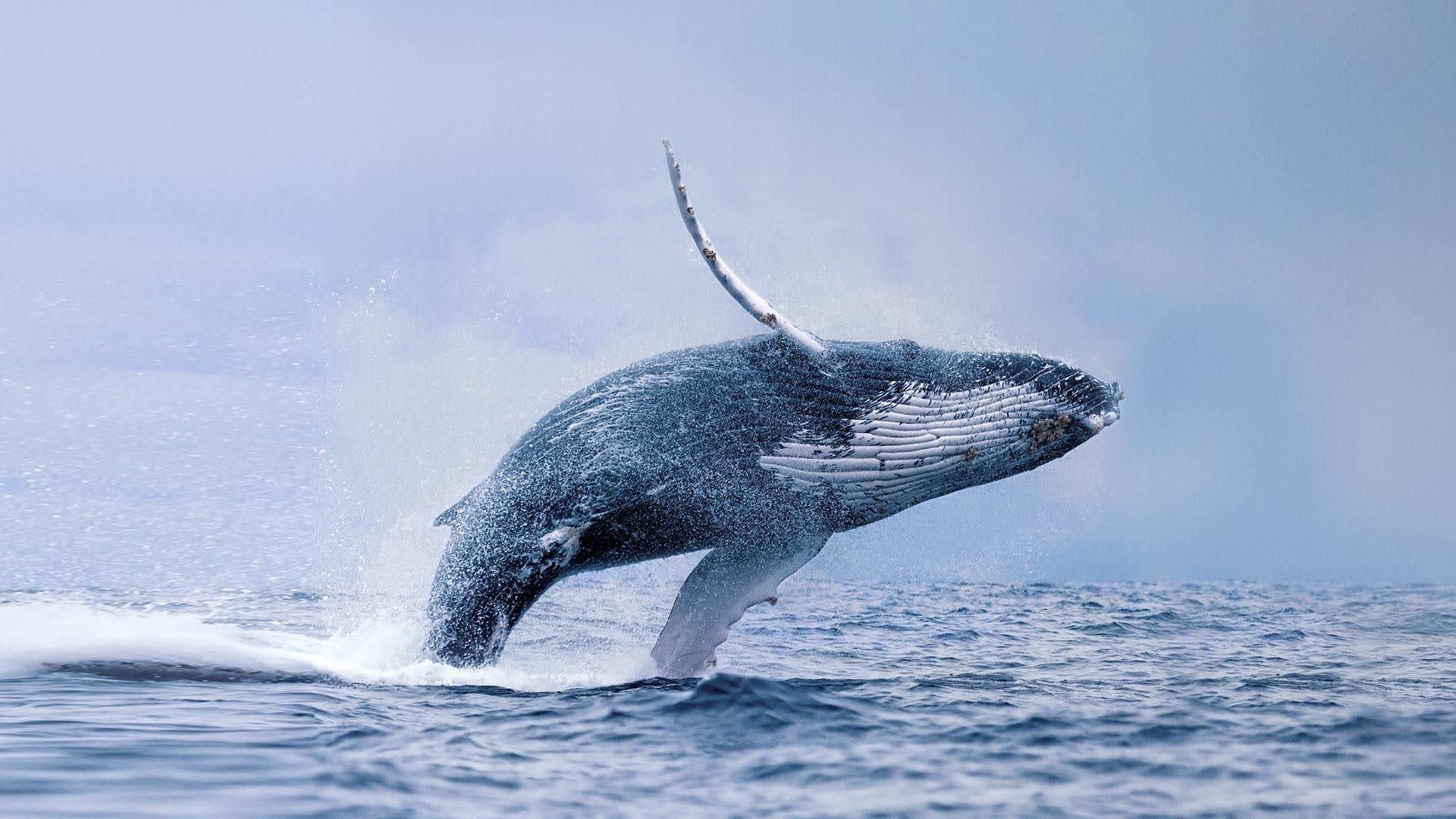 Wonders of the Ocean, Documentary TV Series - Nonton Semua Episode ...
