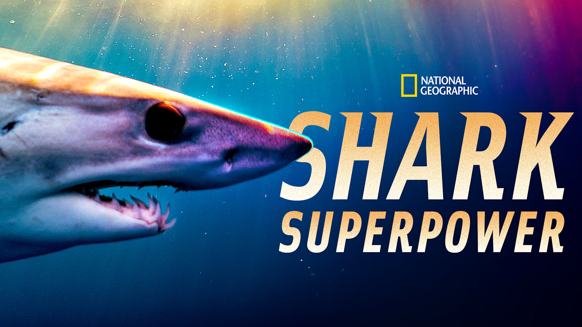 Shark Superpower on Disney+ Jordan | English Documentary Animals ...