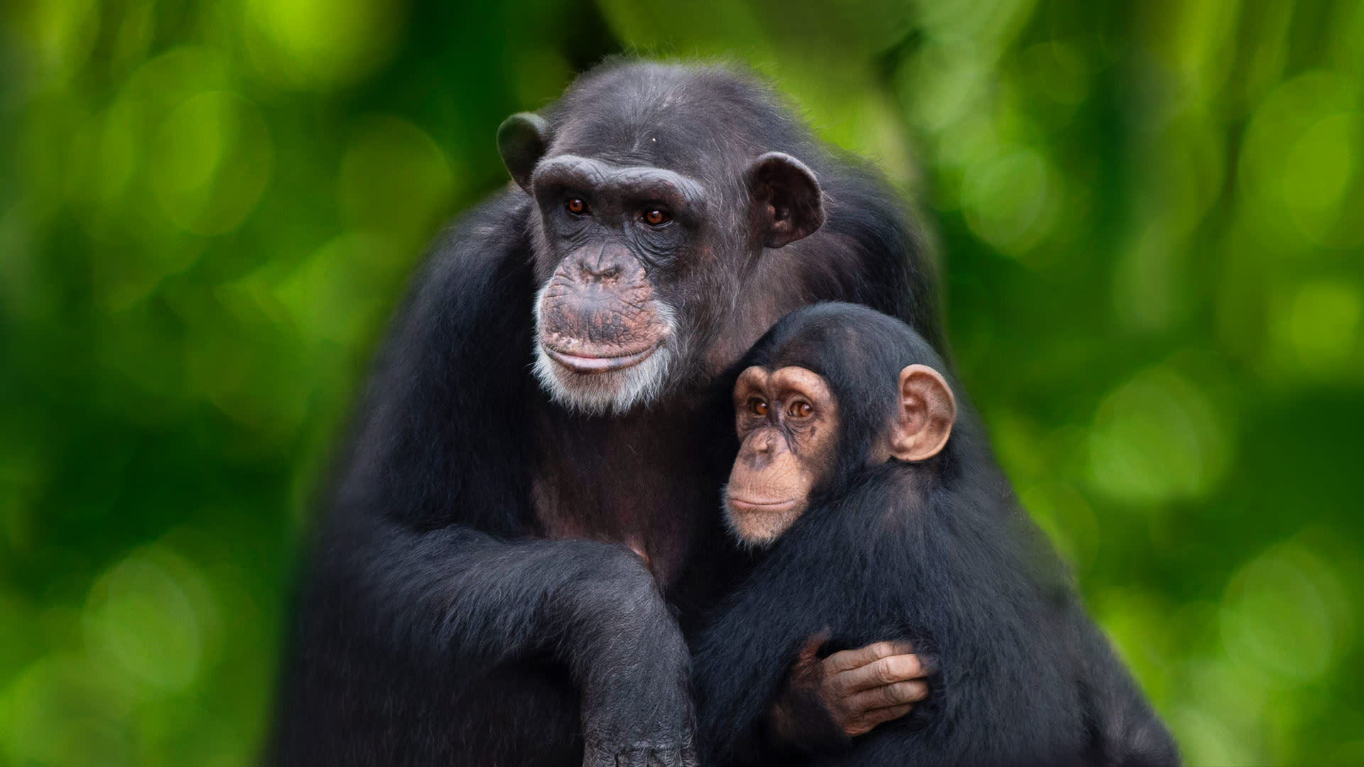 ซีรีส์ Meet The Chimps Wildlife Documentary รับชมได้เลยบน Disney+
