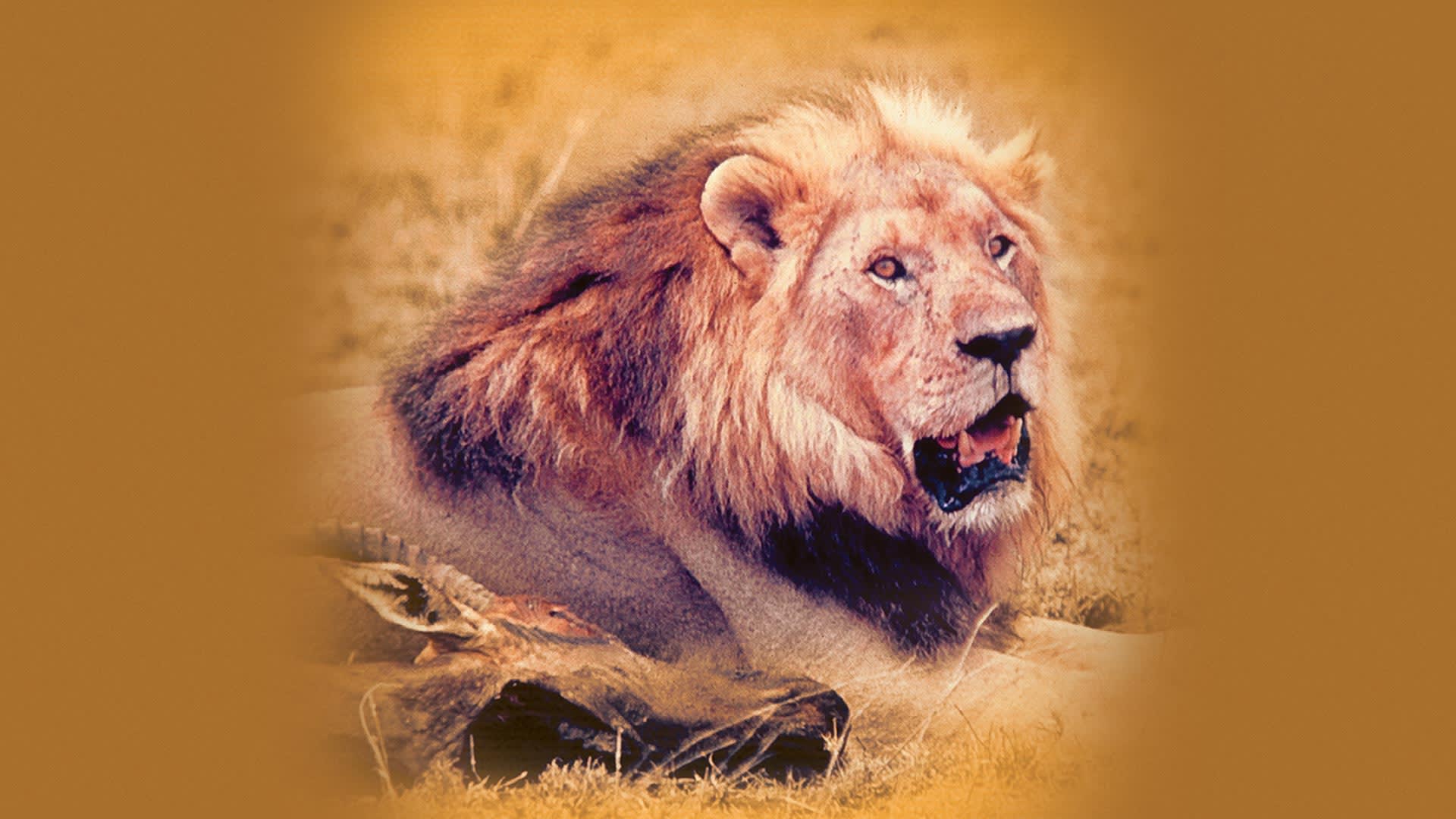 The African Lion on Disney+ South Africa | English Documentary Movie