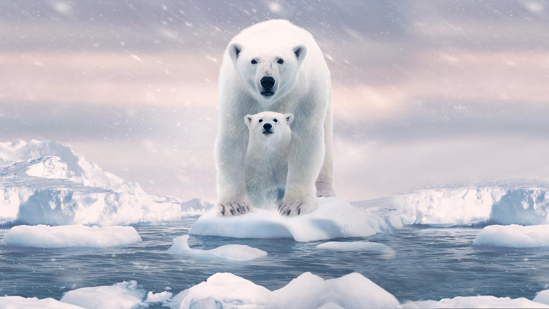 Polar Bear on Disney+ UAE | English Spanish Castilian (European) German ...