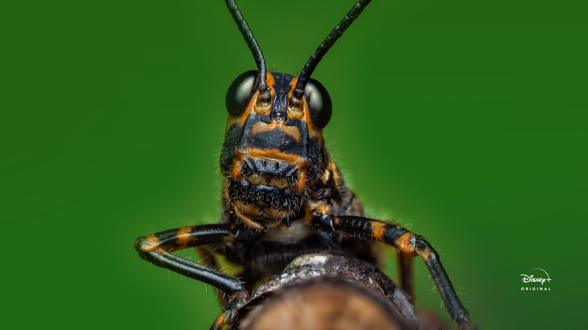 ซีรีส์ A Real Bug's Life Animals & Nature รับชมได้เลยบน Disney+