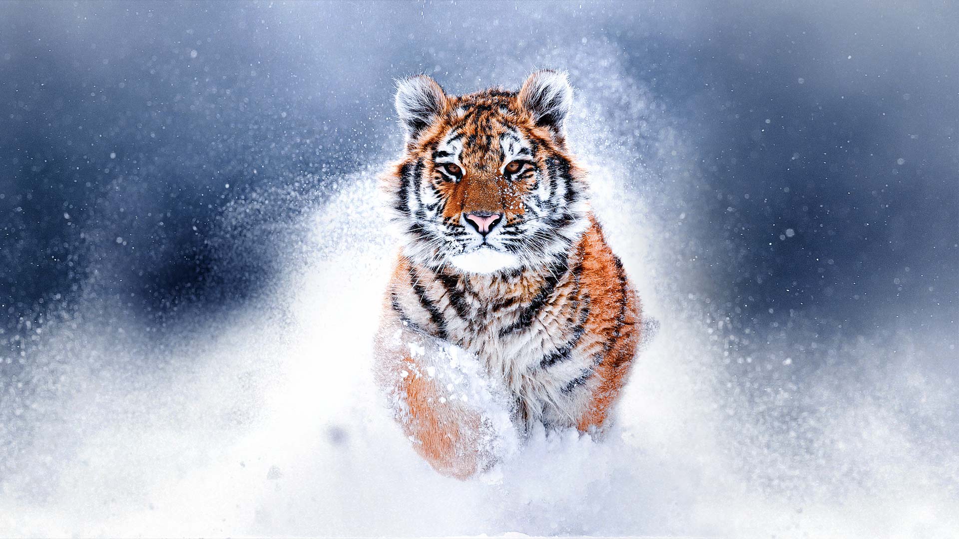 Russia's Wild Tiger - Disney+